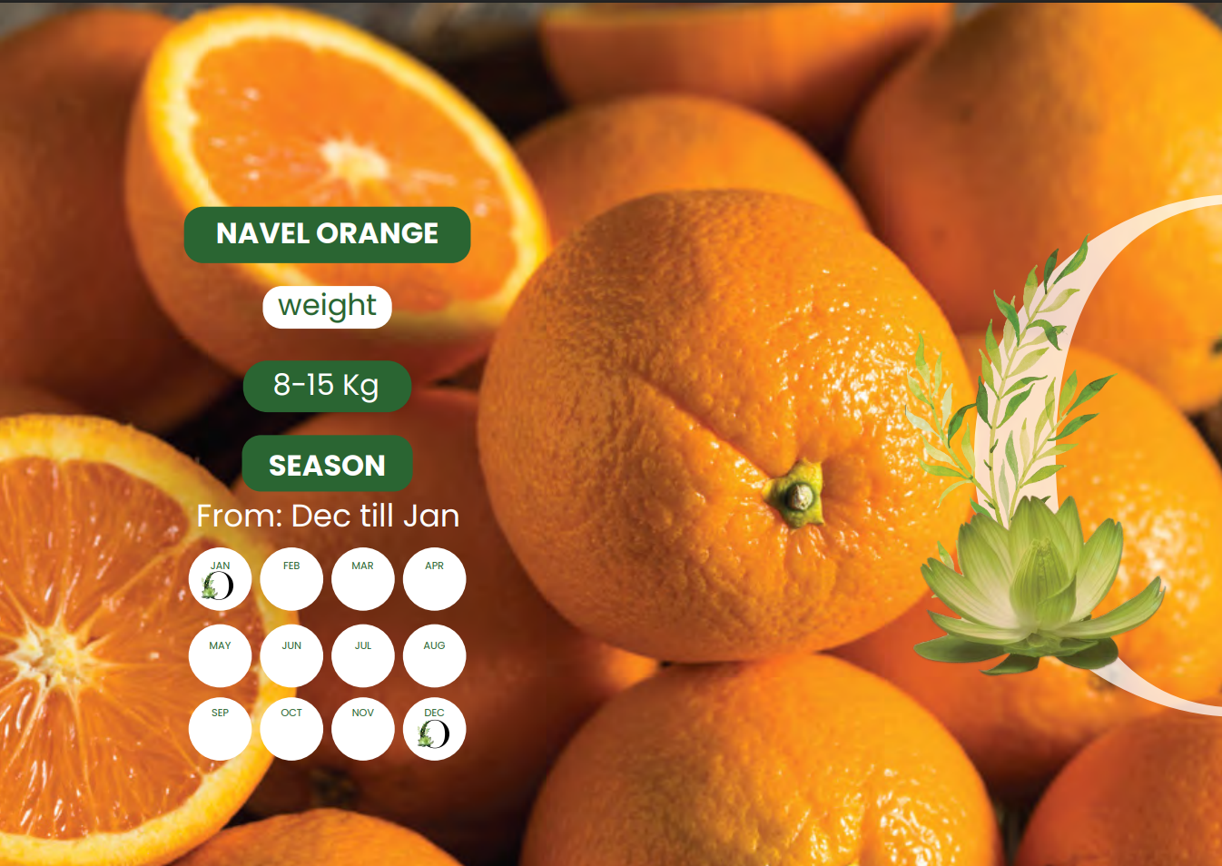 NAVEL ORANGE - ONile Group For Premium Food Exporting