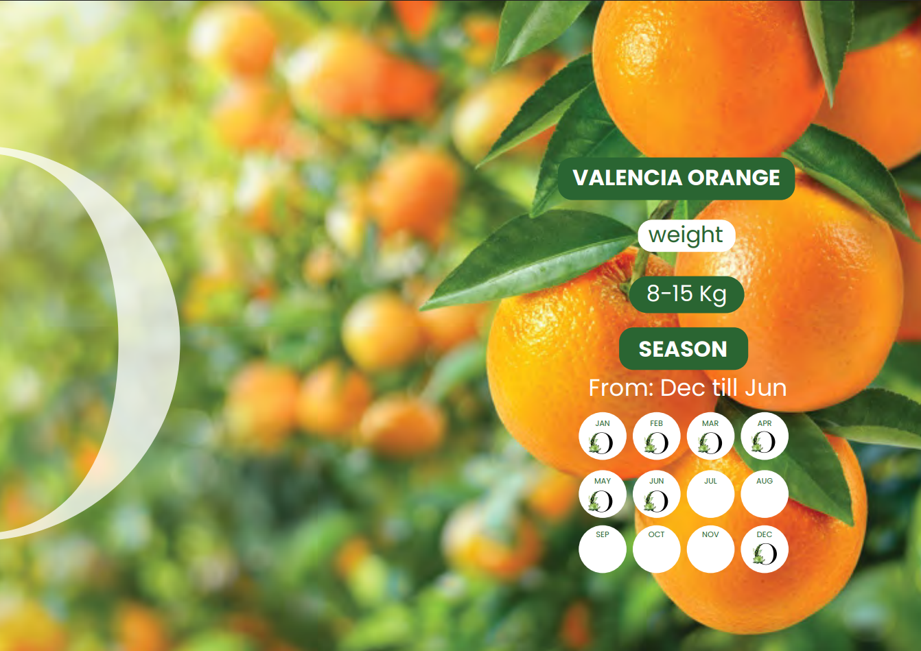 VALENCIA ORANGE - ONile Group For Premium Food Exporting